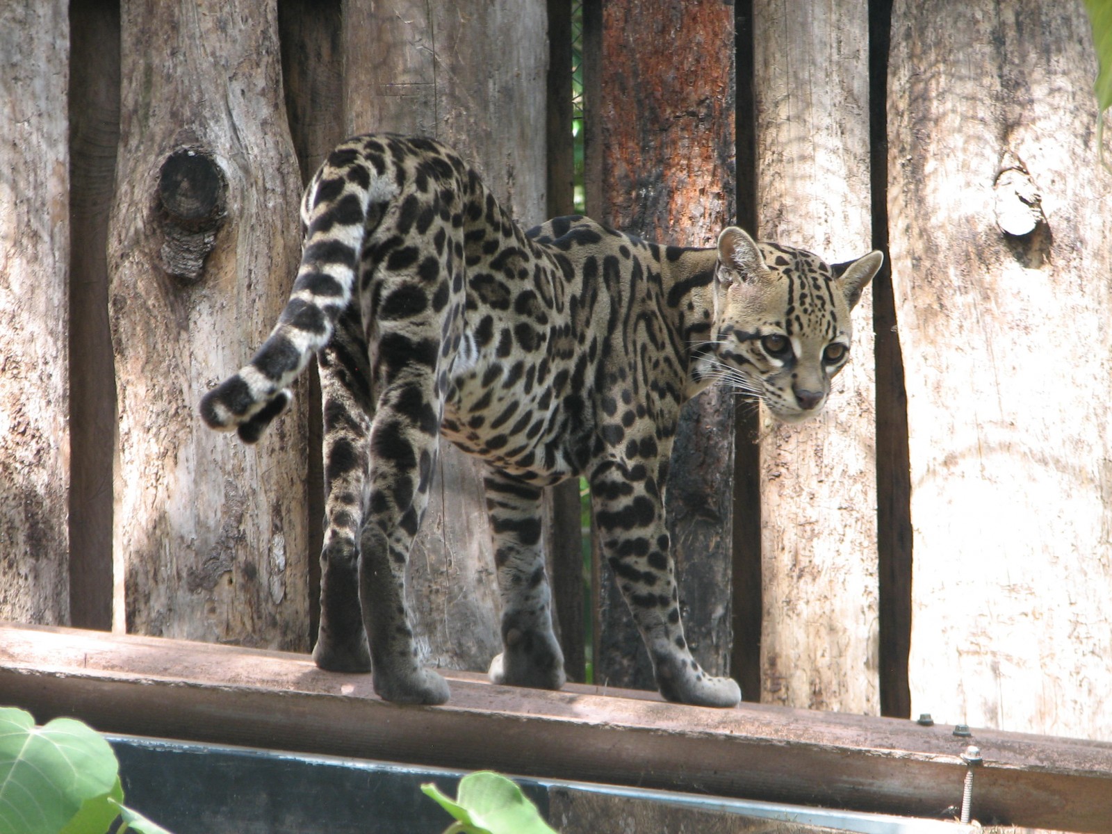 Marquay Cat – Panama – Melanie Stephens